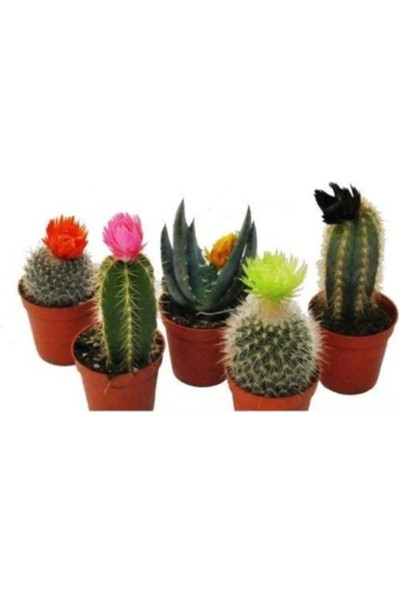 oSedyaTarım Mini Kaktüs Çeşitleri 5 Adet