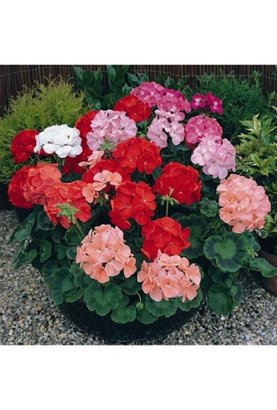 Dükkan Senin Sardunya Karışık Renk Tohum 5 Adet Dükkan Senin Sardunya Karışık Renk Tohum 5 Adet