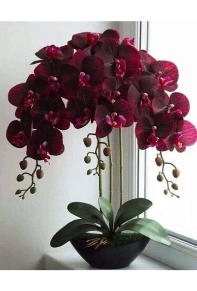 Dükkan Senin Kadife Kırmızı Renkli Orkide Çiçeği Tohumu-10 Adet Dükkan Senin Kadife Kırmızı Renkli Orkide Çiçeği Tohumu-10 Adet