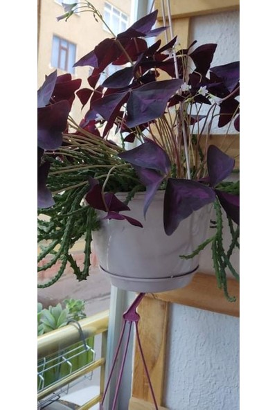 İstanbul Tropikal Süs Yoncası Çiçeği Uyku Çiçeği 20 40CM