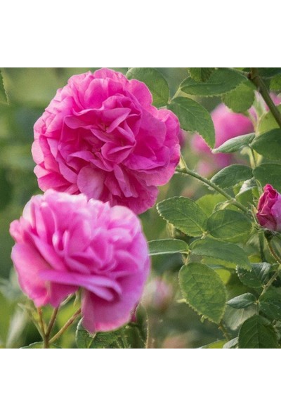 Mimoza Pembe Reçellik Yediveren Isparta Gülü Fidanı Mimoza Pembe Reçellik Yediveren Isparta Gülü Fidanı