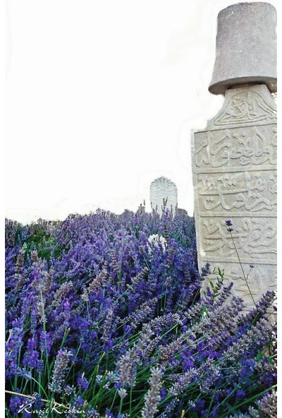 Biorganix Life Mezarlık Kabristan Için Lavanta Fidanı 15-25 cm Büyük Boy 1 Adet