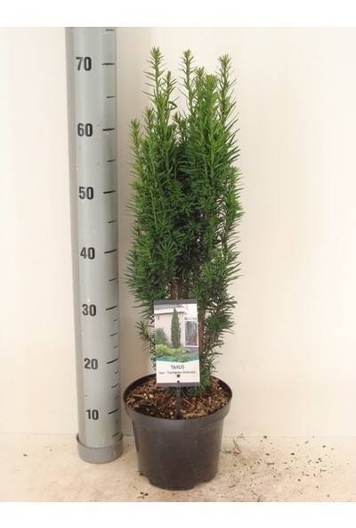 Fidanistanbul Porsuk Ağacı Taxus Baccata Fastigiata, 60-70 Cm, Saksıda