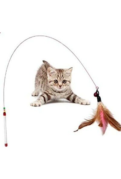 Evdeki Çarşı Kedi Oltası 1184