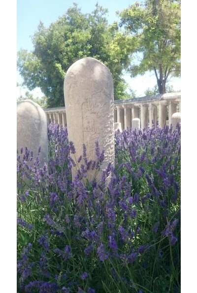 Biorganix Mezarlık Kabristan Için Lavanta Fidanı 15-25 cm Büyük Boy 3 Adet Biorganix Mezarlık Kabristan Için Lavanta Fidanı 15-25 cm Büyük Boy 3 Adet