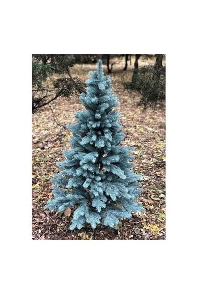 Mavi Ladin Çam Fidanı 35-45 cm Picea Pungens Hoopsii