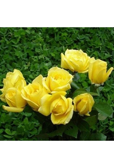 Biorganix Yediveren Sarı Gül Fidanı 1 Adet 15-25 cm