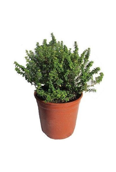 Biorganix Dağ Bahçe Kekiği Fidanı 10-20 cm 1 Adet Thymus Vulgaris Biorganix Dağ Bahçe Kekiği Fidanı 10-20 cm 1 Adet Thymus Vulgaris
