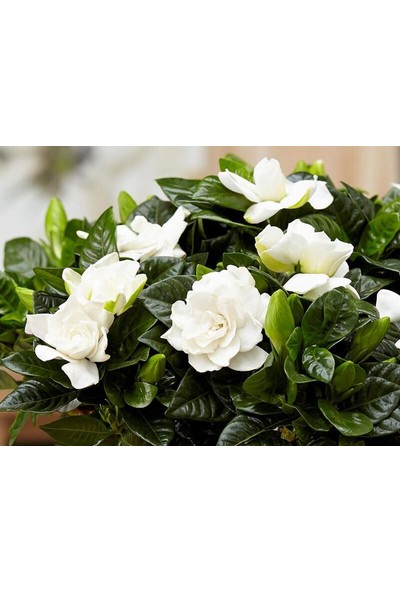 Fidan Sahası Kokulu Gardenya Çiçeği (Büyük Saksıda)
