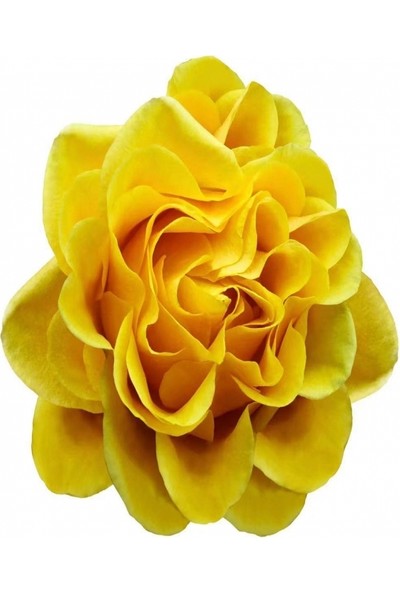 Parla Sade Çiçekler 4 Sayılarla Boyama Seti Kasnaklı 40 x 50 cm