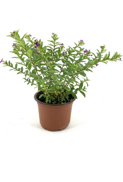 My Botanik Kufeya-Mor Çiçekli 20-25 Cm-15'li My Botanik Kufeya-Mor Çiçekli 20-25 Cm-15'li