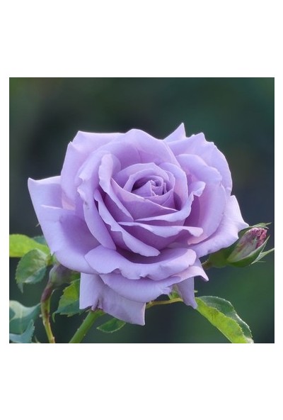 Çilek Diyarı Açık Kök Gül Fidanı ( Eflatun ) 30 40 cm Boy