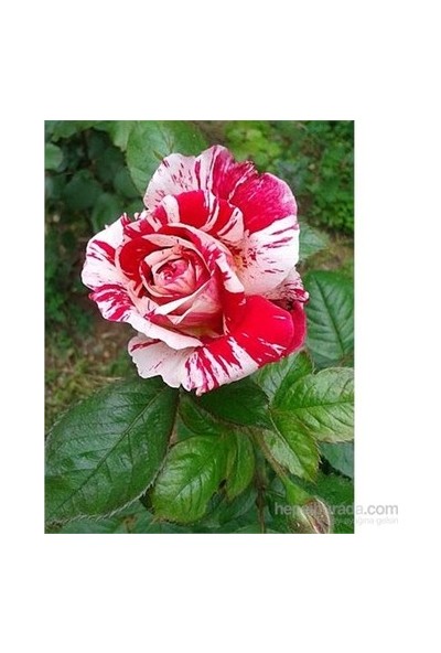 Çilek Diyarı Açık Kök Gül Fidanı ( Türkiyem ) 30 40 cm Boy