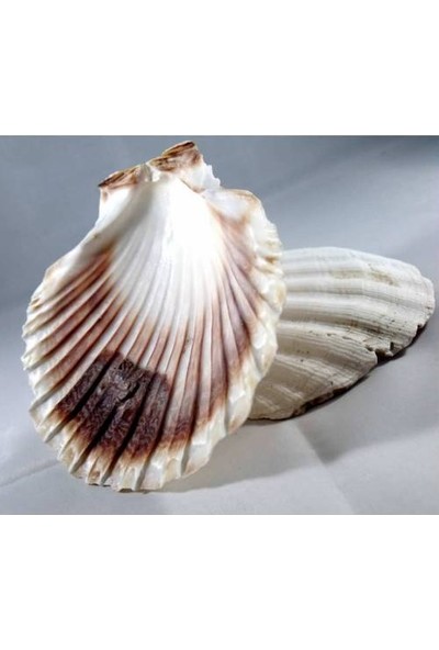 Has Yılmaz Gerçek Deniz Kabuğu Dekorasyon ÜRÜNÜ-MMM4771