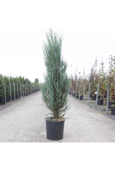 Fidanistanbul Mavi Dik Ardıç Juniperus Scopulorum Blue Arrow 50-60 cm Saksıda Fidanistanbul Mavi Dik Ardıç Juniperus Scopulorum Blue Arrow 50-60 cm Saksıda