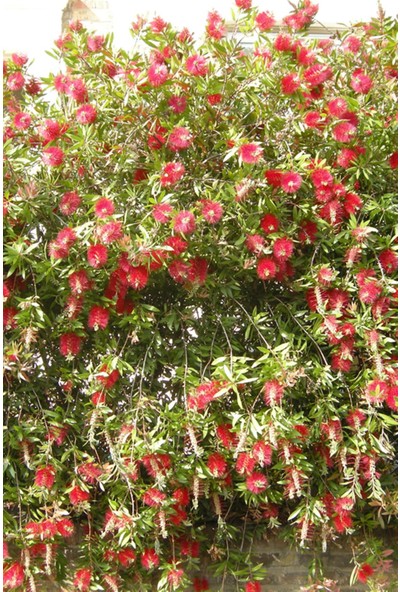 Fırça Çalısı 15~20 cm