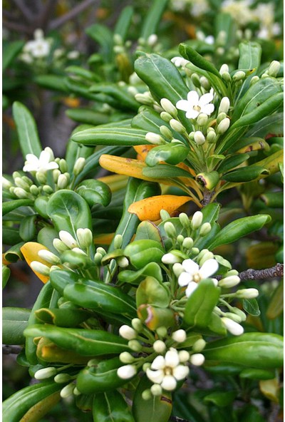 Pittosporum Tobira 40~60 cm Çap