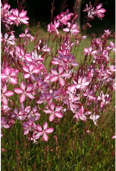 Gaura 3 Saksı 20~40 Cm, Pembe