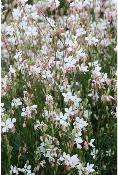 Gaura 3 Saksı 20~40 Cm, Beyaz