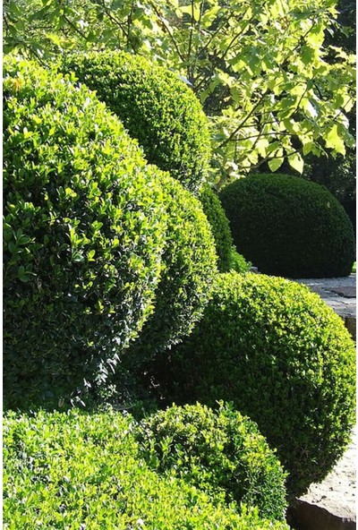 Top Şimşir 60~80 cm Çapında Top Şimşir 60~80 cm Çapında