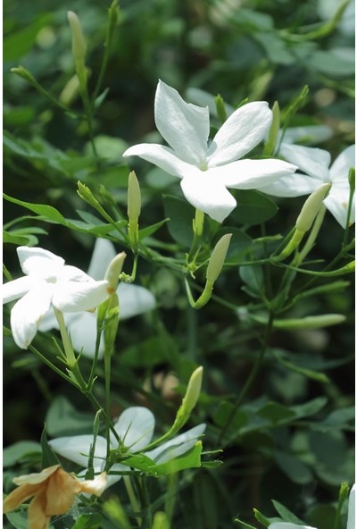 Arap Yasemini SAKSI-100~125 cm Arap Yasemini SAKSI-100~125 cm