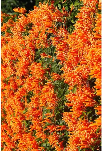 Acem Borusu -100~125 cm Acem Borusu -100~125 cm