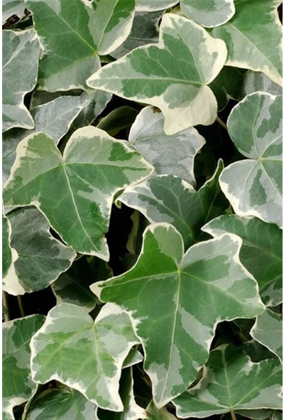 Alacalı Orman Sarmaşığı - Hedera 3 Saksı -100~125 Cm, Alacalı