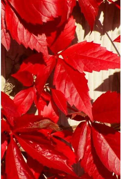 Amerikan Sarmaşığı -100~125 Cm, Kırmızı