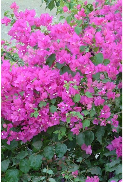 Begonvil Pembe 100-120 cm