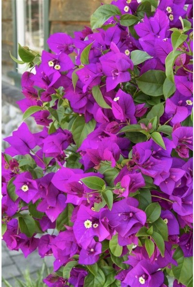 Begonvil Mor 40-60 cm