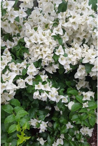 Begonvil Beyaz 40-60 cm