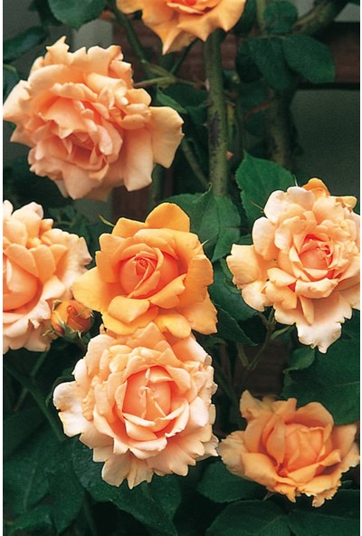 Sarmaşık Gül Saksı Turuncu 100 cm Sarmaşık Gül Saksı Turuncu 100 cm