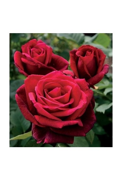 Çiçek Life Açık Kök Gül Fidanı ( Kırmızı ) 30 40 cm Boy