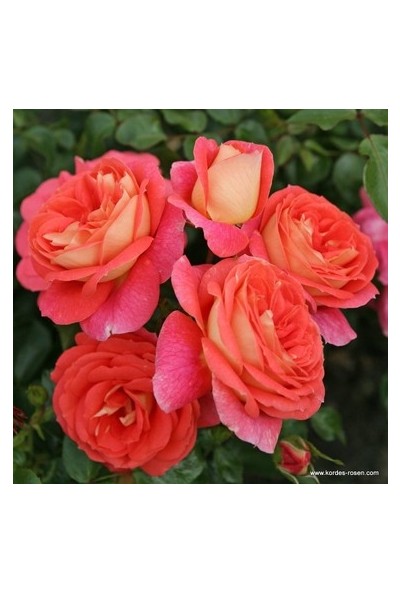 Çiçek Life Açık Kök Gül Fidanı ( Nar Çiçeği ) 30 40 cm Boy