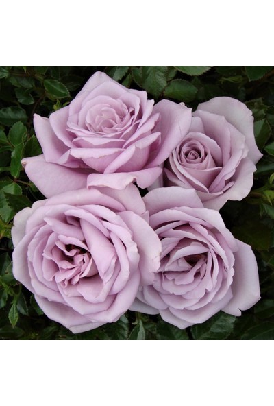 Çiçek Life Açık Kök Gül Fidanı ( Gül Kurusu ) 30 40 cm Boy