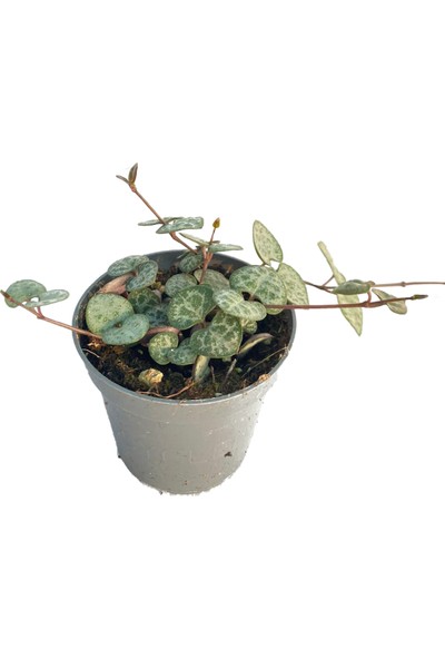 Ceropegia Woodii - Kalp Kalbe Karşı Çiçeği - 5,5 cm Saksıda Ceropegia Woodii - Kalp Kalbe Karşı Çiçeği - 5,5 cm Saksıda