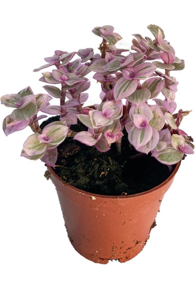 Pink Lady - Mini Pembe Telgraf Çiçeği Pink Lady - Mini Pembe Telgraf Çiçeği