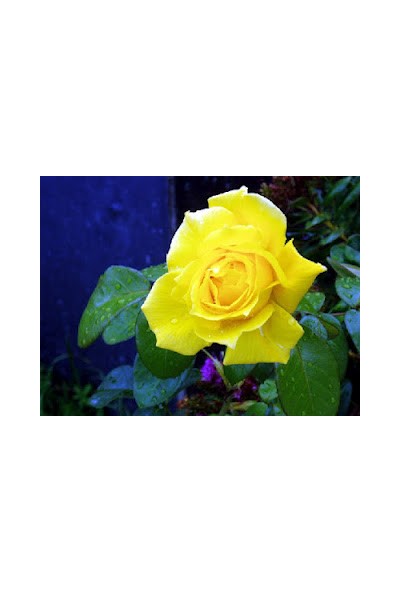 Açık Kök Gül Fidanı ( Sarı ) 30 40 cm Boy