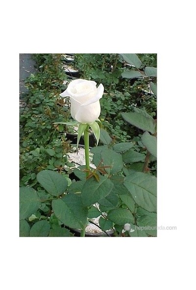 Açık Kök Gül Fidanı ( Beyaz ) 30 40 cm Boy