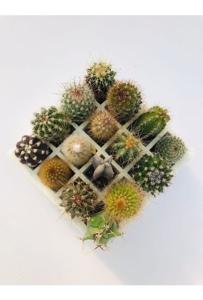 Egzotik Bahçe Kaktüs Fidesi 9 Adet Süper Lüks Set Koleksiyon Özel Çeşitler