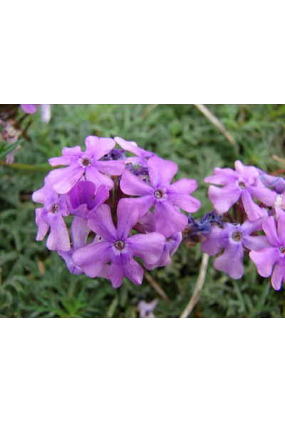 Fidanistanbul Yayılıcı Mine Çiçeği Glandularia Pulchella, Violde, 4 Adet