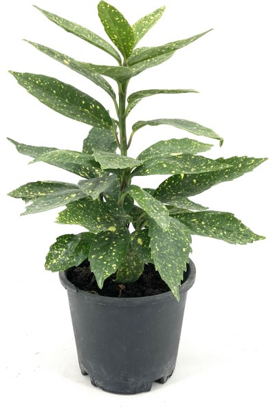 My Botanik Akuba (Japon Defnesi) 30-35 Cm-5'li My Botanik Akuba (Japon Defnesi) 30-35 Cm-5'li