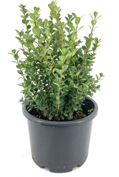 My Botanik Şimşir 40-50 cm My Botanik Şimşir 40-50 cm