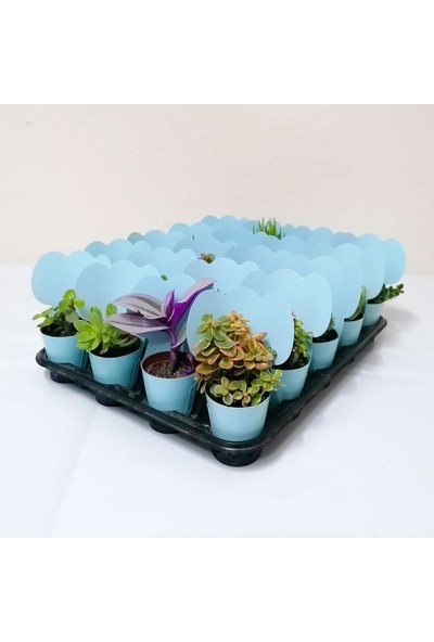 Benim Fidanım Düz Renk Süsleme