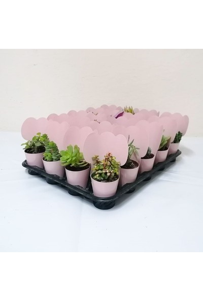 Benim Fidanım Pembe Renk Kaplama