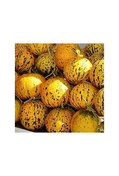 TohumBaba Çeşme Kavunu Tohumupakette 15 Adet Tohum TohumBaba Çeşme Kavunu Tohumupakette 15 Adet Tohum