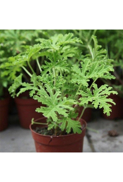 Biorganix Saksılı Itır Fidanı Fidesi Gül Kokulu 10-20 cm Biorganix Saksılı Itır Fidanı Fidesi Gül Kokulu 10-20 cm