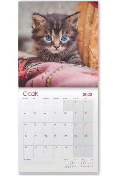 Gıpta 2022 Kediler Kuşe Tel Dikişli Duvar Takvimi 29 x 31 cm