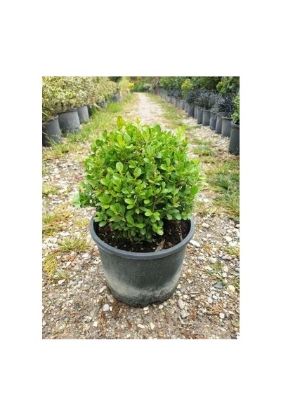 Ucuzluk Diyarı Şimşir Fidanı 10 20 cm Boy Saksılıdır Ucuzluk Diyarı Şimşir Fidanı 10 20 cm Boy Saksılıdır