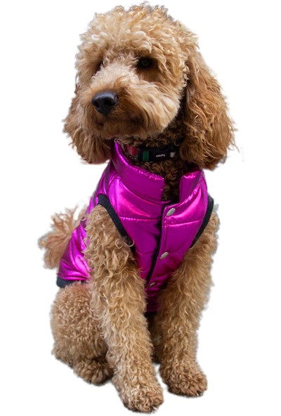 Oli And Lui Fuschia Köpek Montu